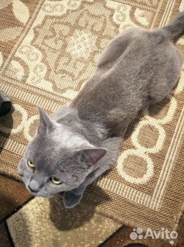 Британский кот