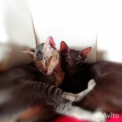 Котята ориентальной кошки