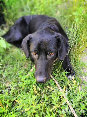 Пёс помесь с лабрадором