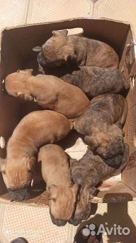 Щенки Боксёра