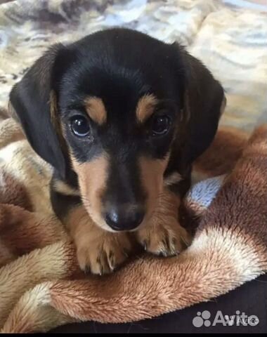 Щенки таксы