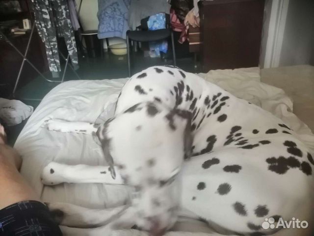 Долматинец