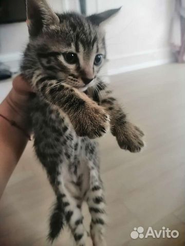 Котята