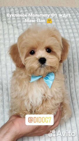 Мальтипу Ф1 свободные щеночки