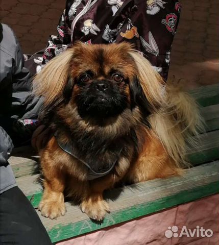 Вязка пекинес