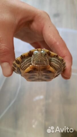 Черепаха с аквариумом и кормом