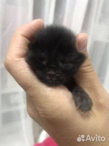 Счастливые котята