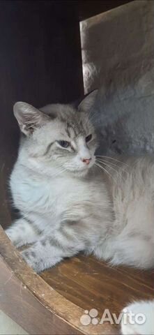 Красоченный кот