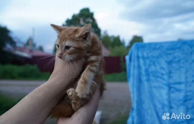 Рыжие крошки