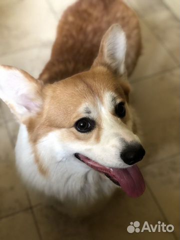 Кобель Корги. Для вязки и для фотоссесий