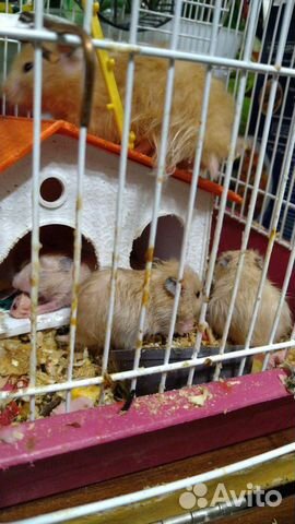 Сирийский хомяк бесплатно