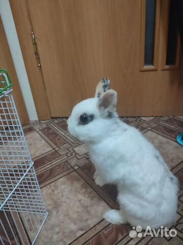 Декоративный кролик бесплатно