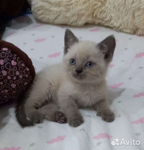 Плюшевые малыши