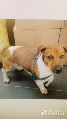 Найден Джек Рассел терьер