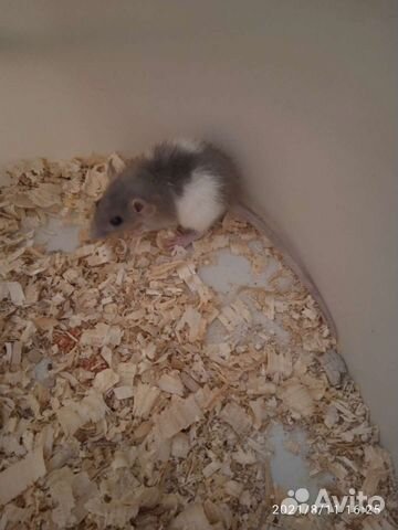 Отдам бесплатно крыску