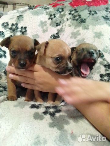 Той-терьер щенки