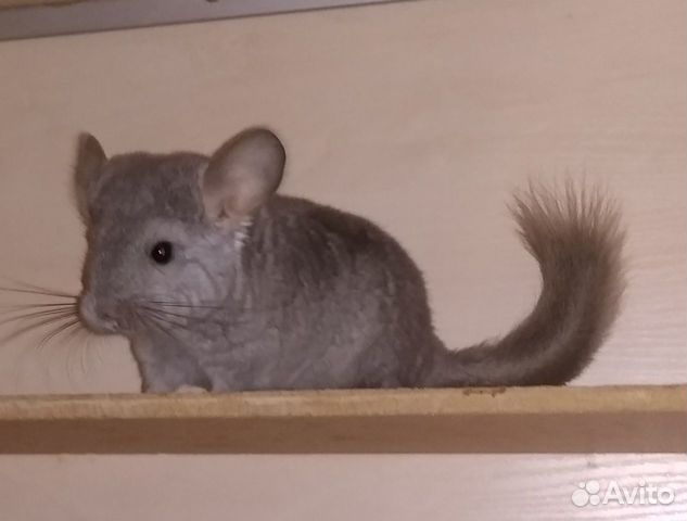 Шиншилленок,мальчик,бежевый,2мес