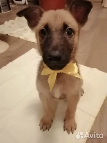 Щенок 4 месяца