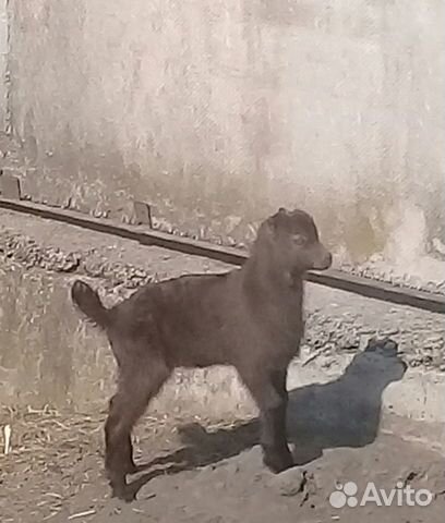 Продаются козлята породы ламанча