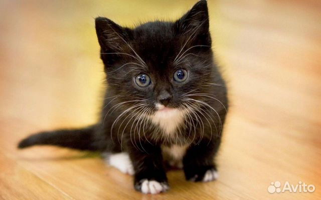 Котик белый с черными пятнышками