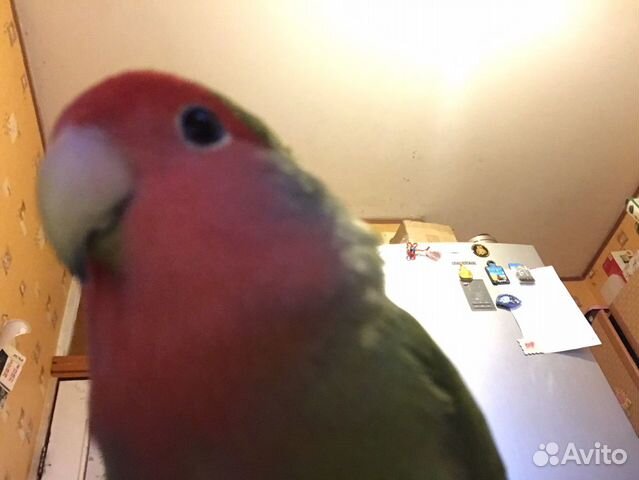 Попугай неразлучник