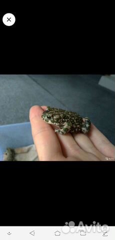 Зелёная жаба