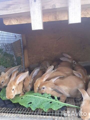 Кролики-молодняк