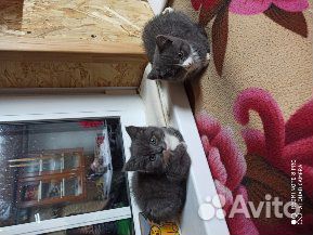 Котята в добрые руки бесплатно