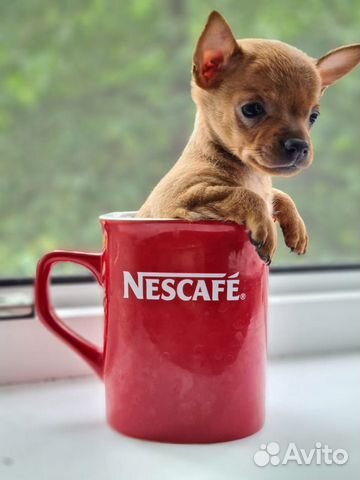 Мини той-терьер