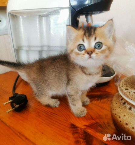 Шотландская куколка