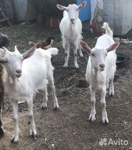 Коза дойная, молочная