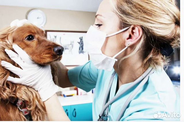 Бесплатный прием ветеринарного врача