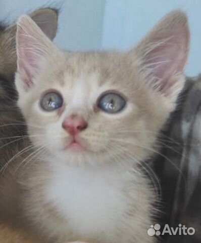 Котёнок жемчужно-кремовый
