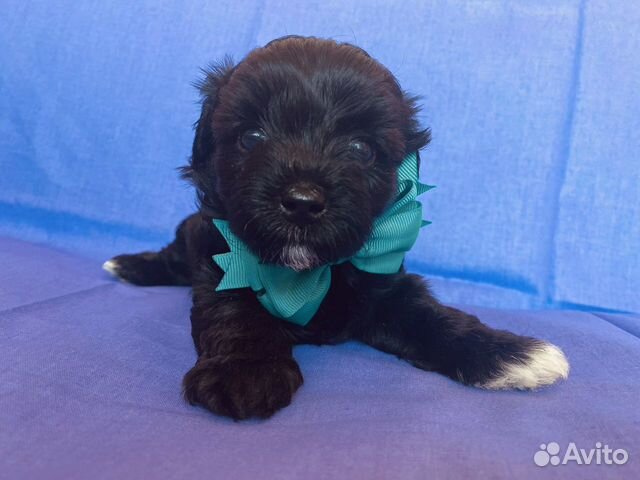 Мальтипу f1 mini, девочка. Кукольная мордашка