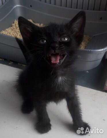 Мини Пантерка ищет дом