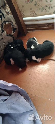 Продаются щенки спаниеля два мальчика и две девочк