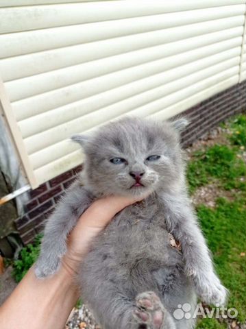 Кошки в добрые руки бесплатно