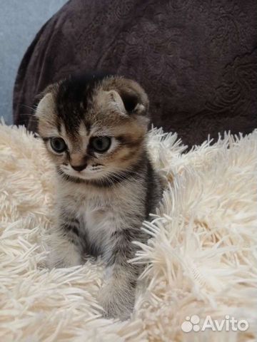 Шотландская вислоухая