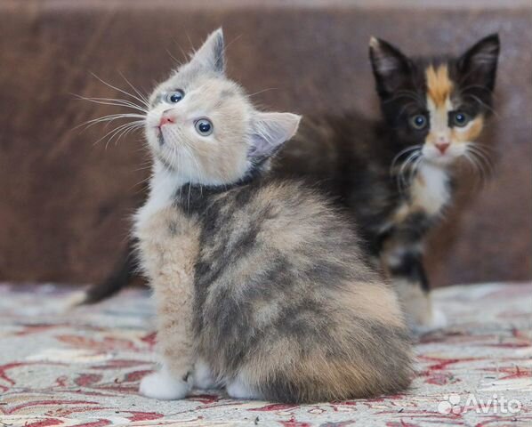 Котятки 2 месяца в лучшие руки