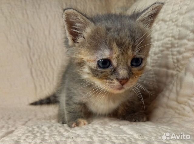 Очаровательная Незуко ищет дом и семью