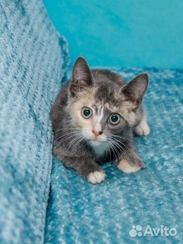 Кошечка 3мес в дар