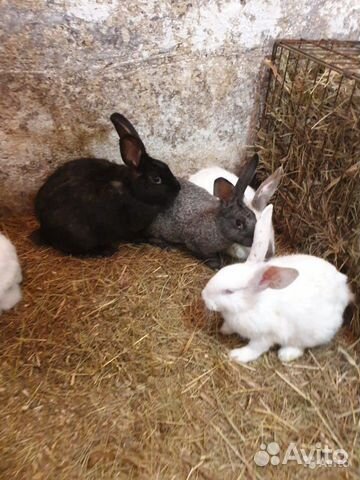 Продам кроликов