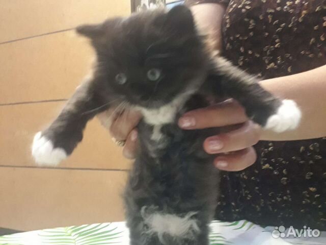 Котёнок мальчик веслаухий британец