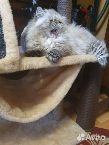 Предлагаем котика