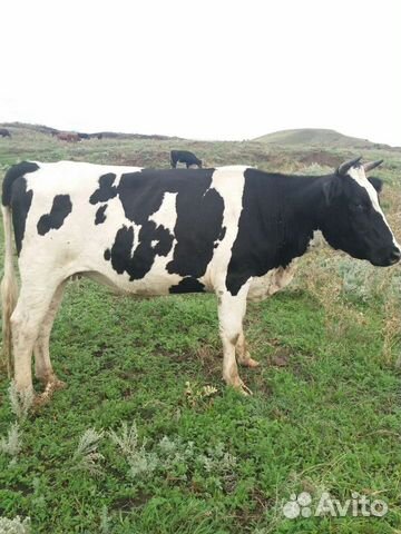 Коровы дойные молочные