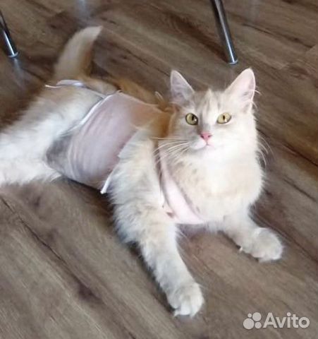 Кошечка Лили ищет дом