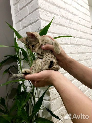 Котята - тигрята в самые добрые руки 1,5 месяца