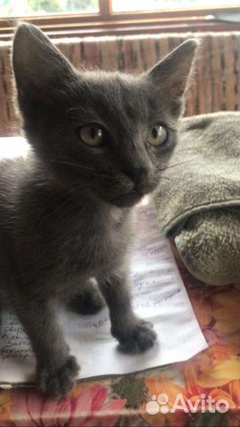Котенок девочка бесплатно