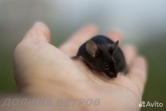 Черная мышь девочка