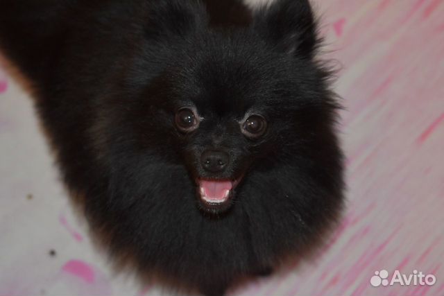 Шпиц - девочка цыганочка